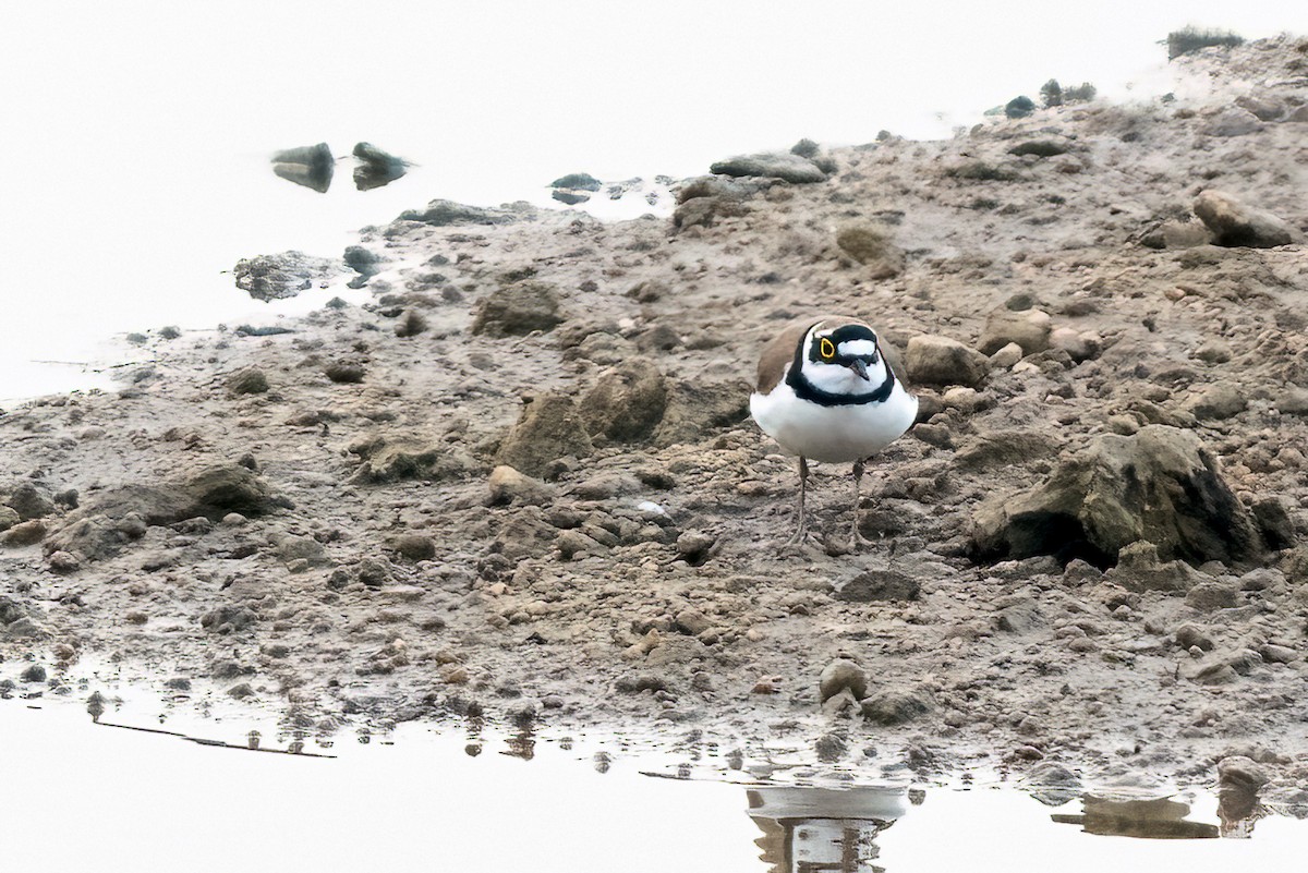 ML648605598 - Little Ringed Plover - Macaulay Library