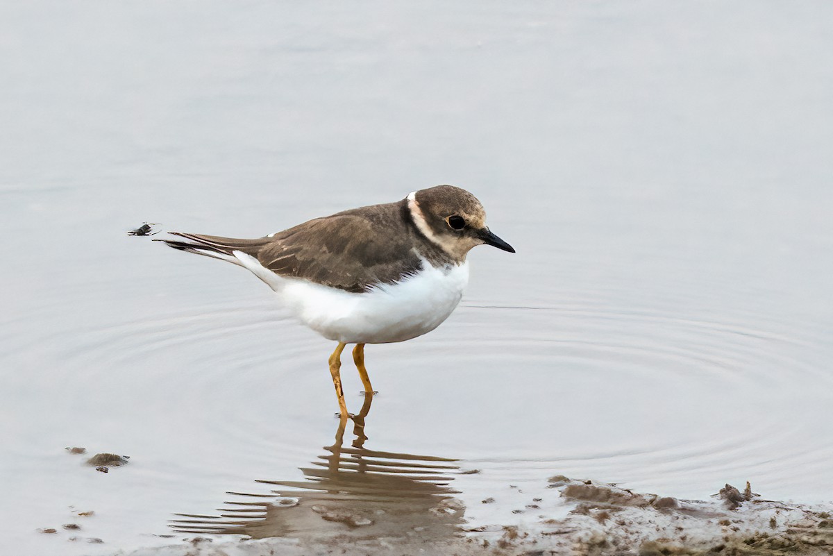 ML648605602 - Little Ringed Plover - Macaulay Library