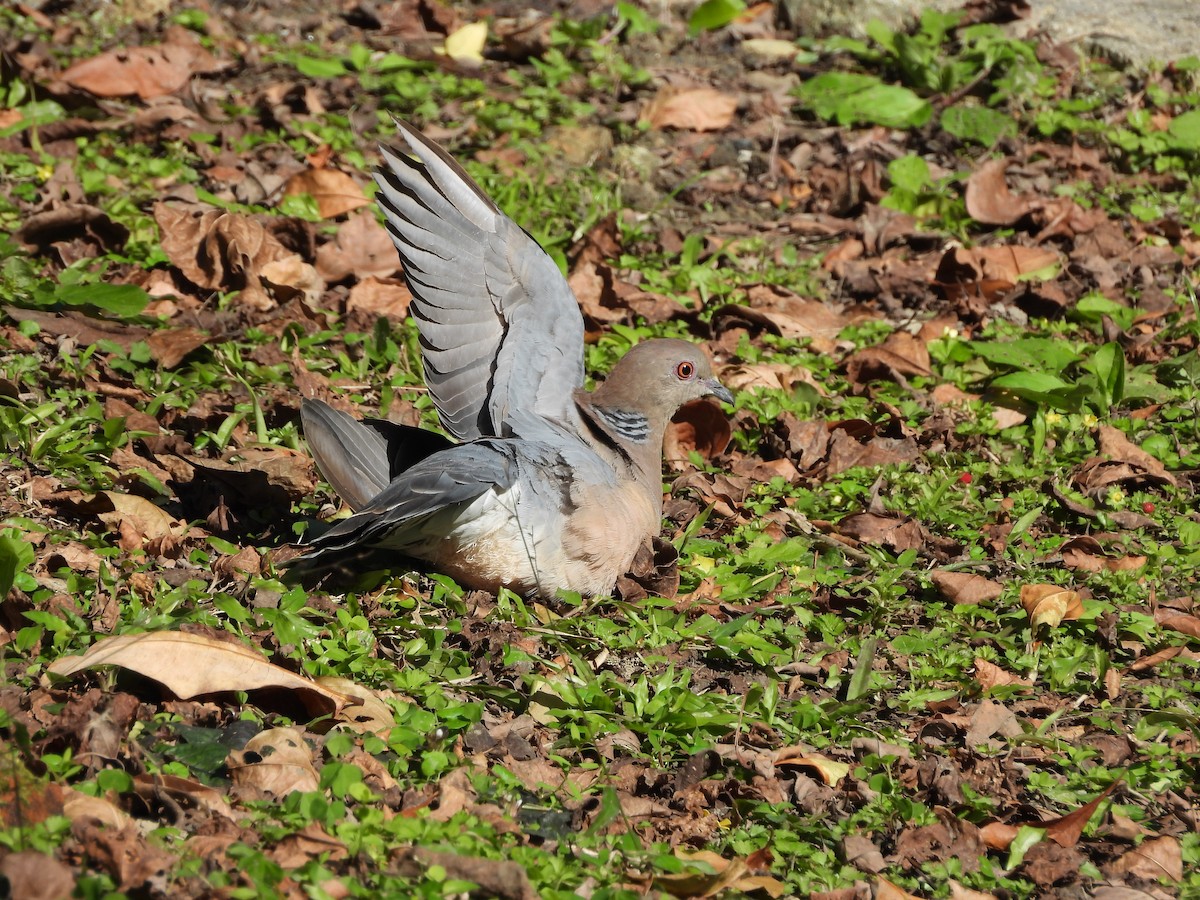 Taiwan Bird Atlas Checklist - 10 Jan 2026 - 台北--南港公園(Taipei--Nangang ...