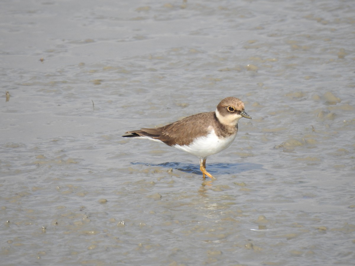 ML648607473 - Little Ringed Plover - Macaulay Library