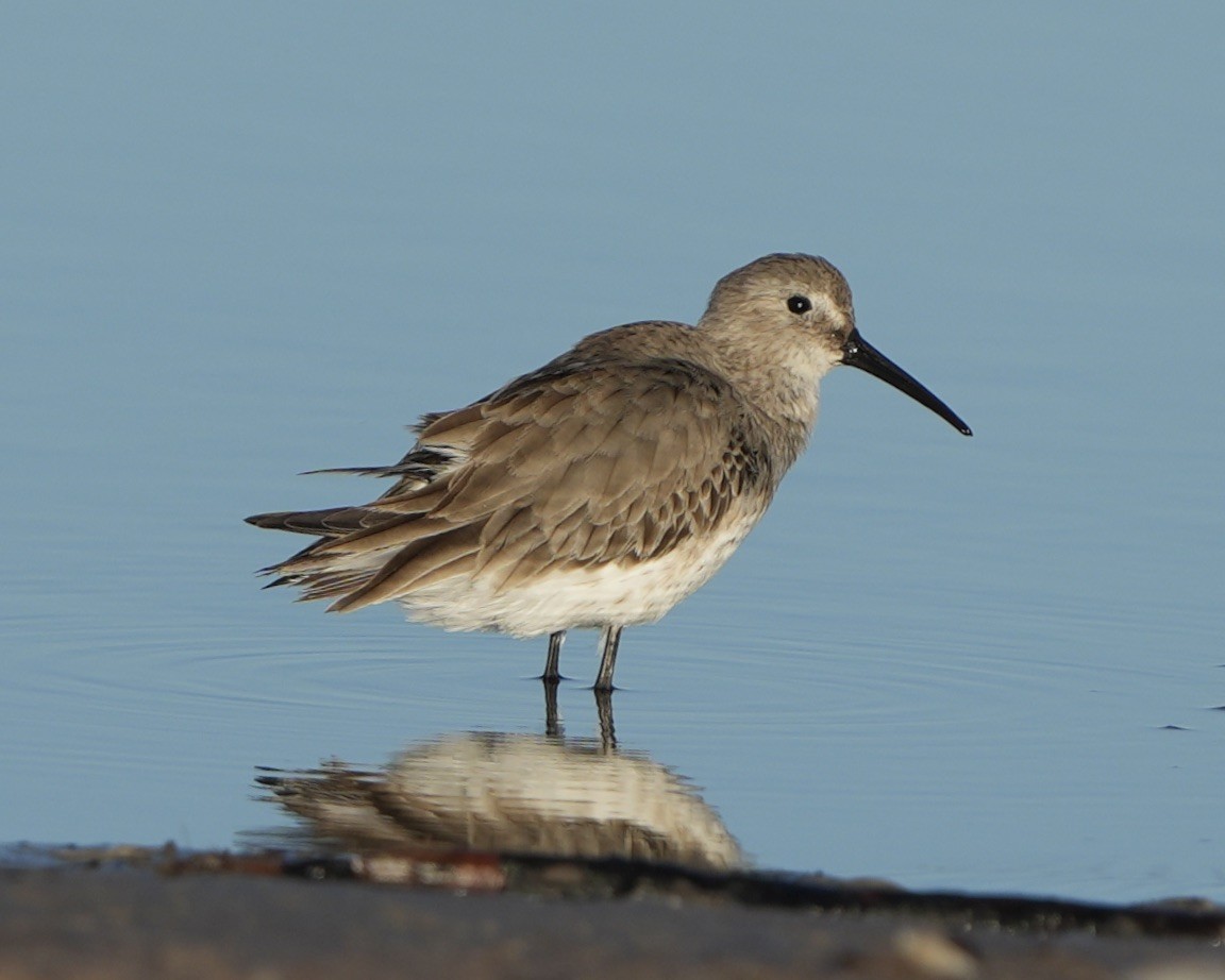ML648613253 - Dunlin - Macaulay Library
