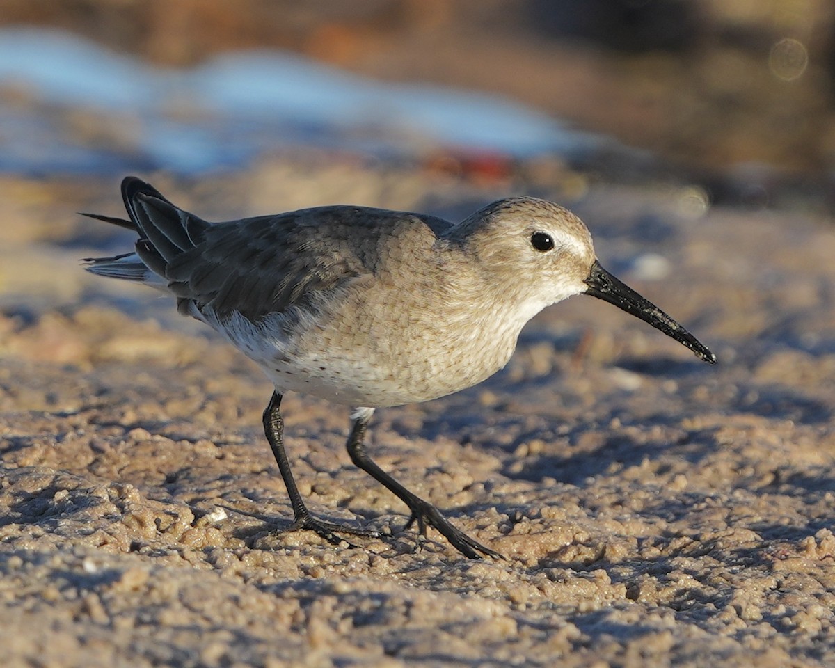 ML648613254 - Dunlin - Macaulay Library