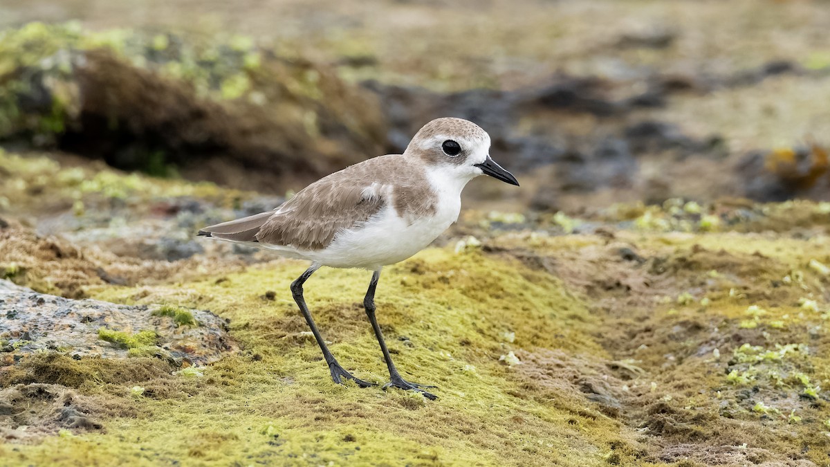 ML648613531 - Tibetan Sand-Plover - Macaulay Library