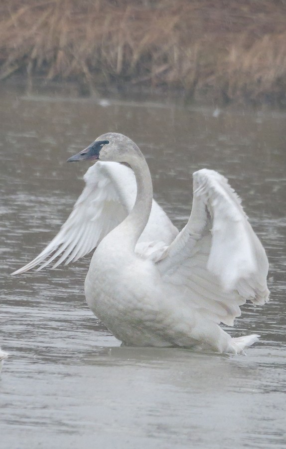 Birding Cape May Point – January 10, 2026 | New Jersey Audubon