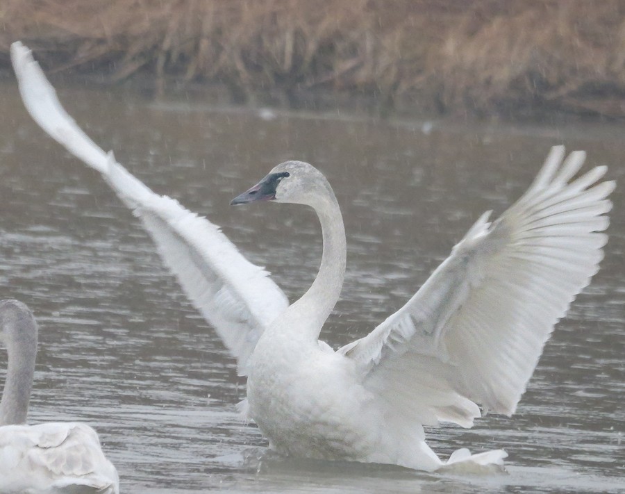 Birding Cape May Point – January 10, 2026 | New Jersey Audubon