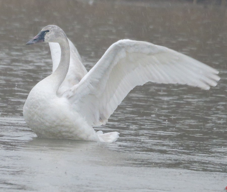 Birding Cape May Point – January 10, 2026 | New Jersey Audubon