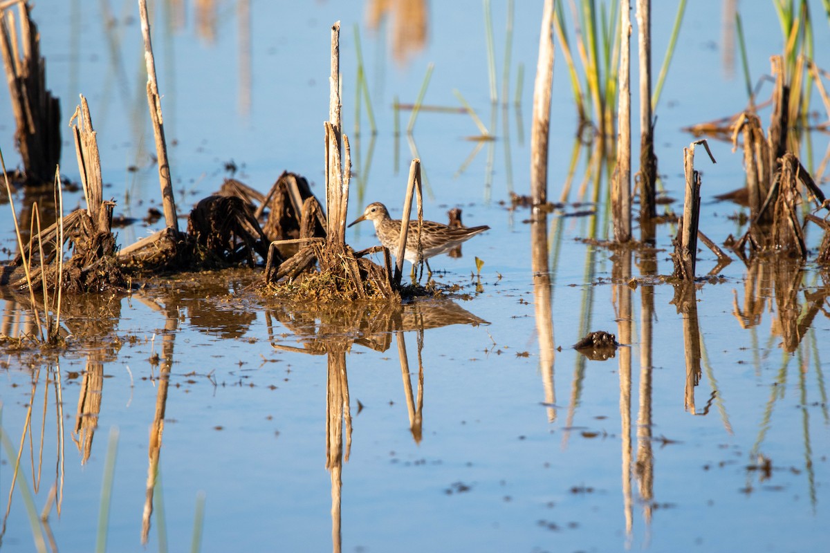 ML648617732 - Pectoral Sandpiper - Macaulay Library