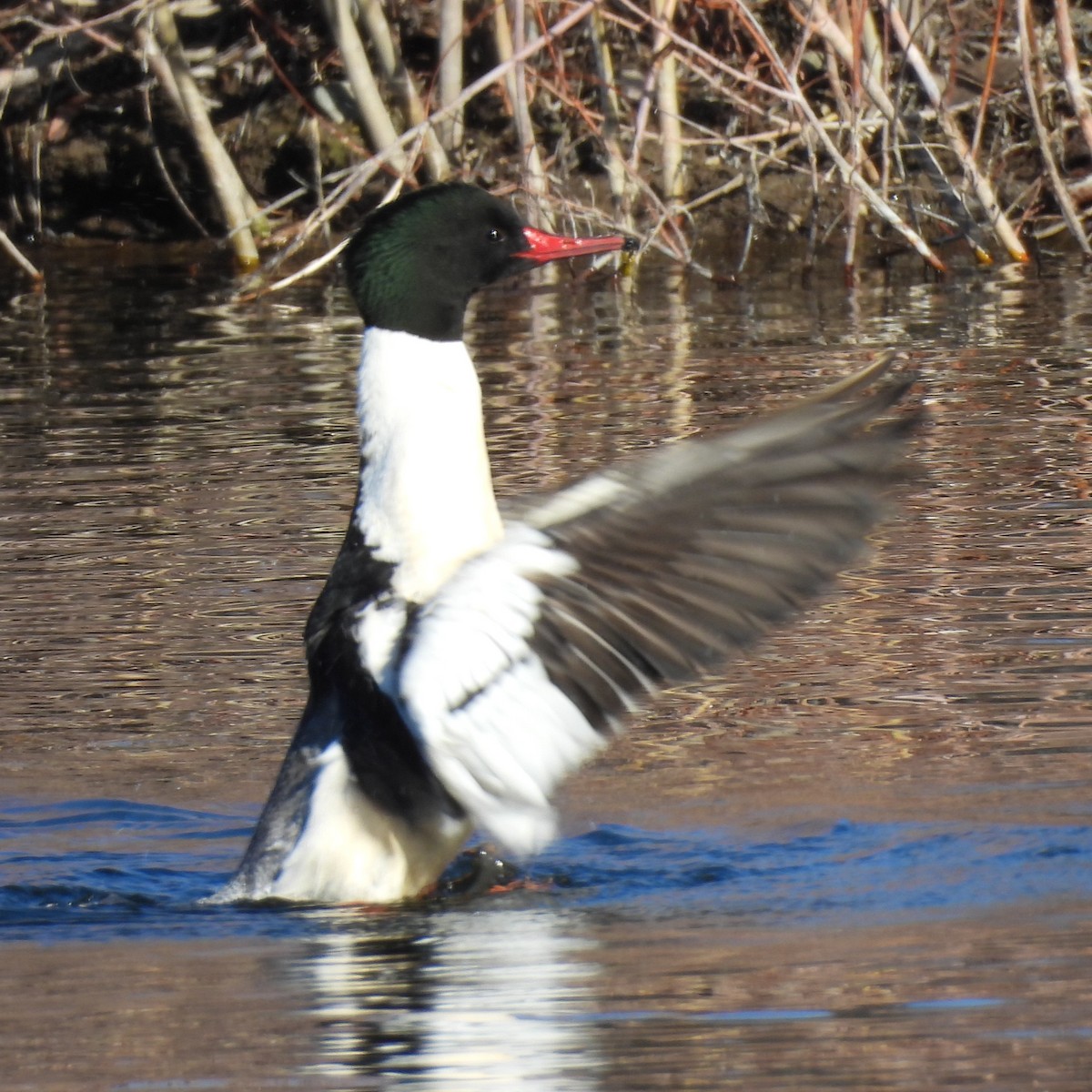 eBird Checklist - 9 Jan 2026 - Seeman Ranch Park & Nearby Martin Slough ...