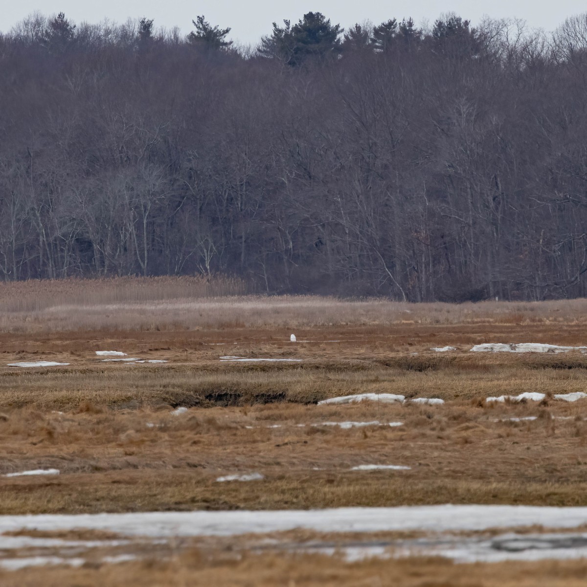 eBird Checklist - 10 Jan 2026 - Parker River NWR--Maintenance Area - 4 ...