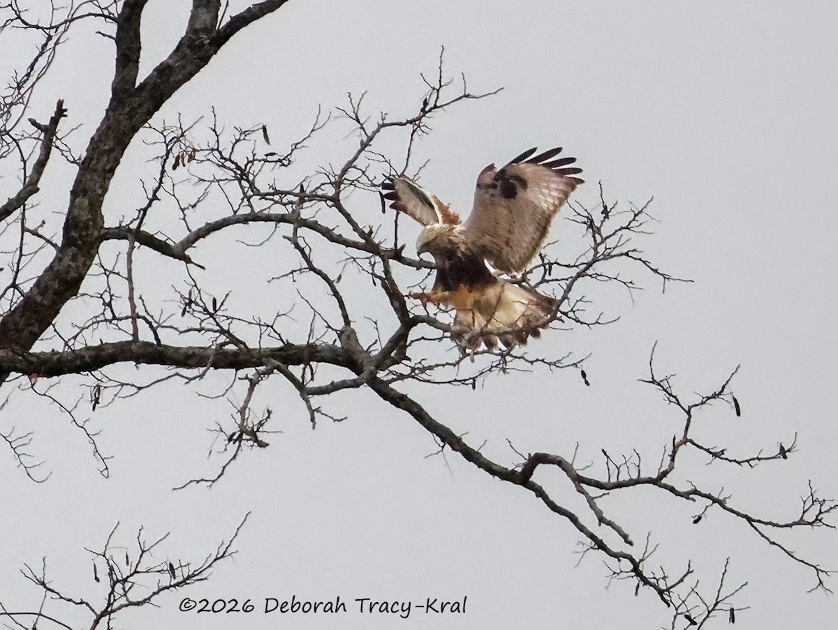 eBird Checklist - 10 Jan 2026 - Andrew Haight Rd. - 7 species