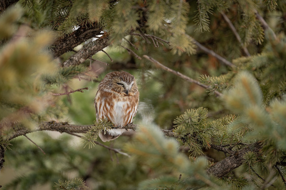 eBird Checklist - 10 Jan 2026 - Paul Bunyan Tree Service (walk-in ...