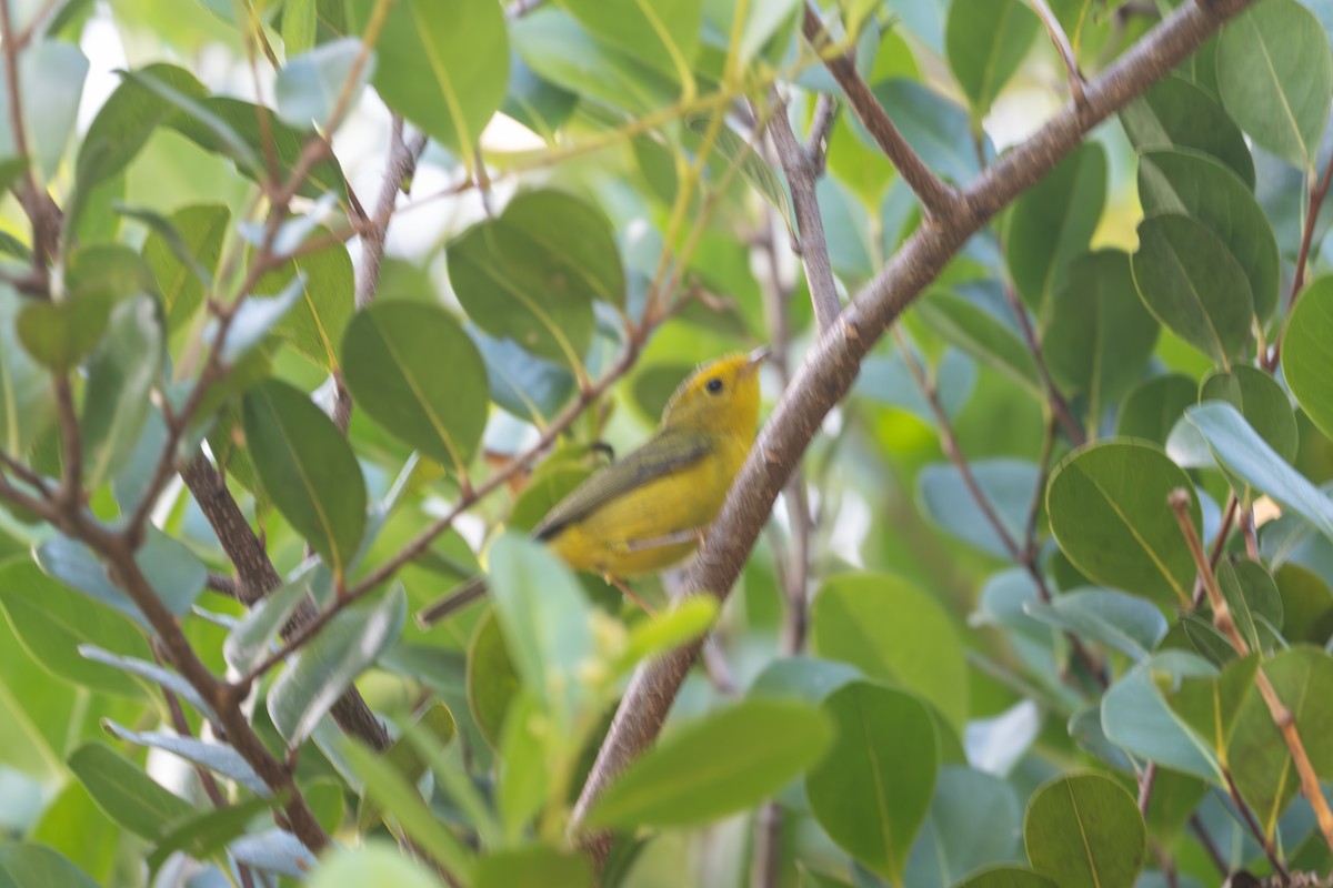 eBird Checklist - 10 Jan 2026 - Peaceful Waters Sanctuary - 34 species