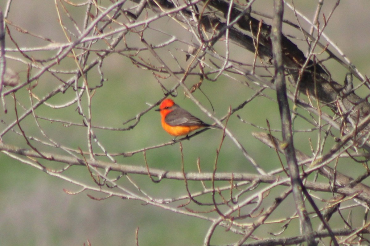 eBird Checklist - 10 Jan 2026 - Merced NWR--Bittern Marsh Trail (0.69 ...