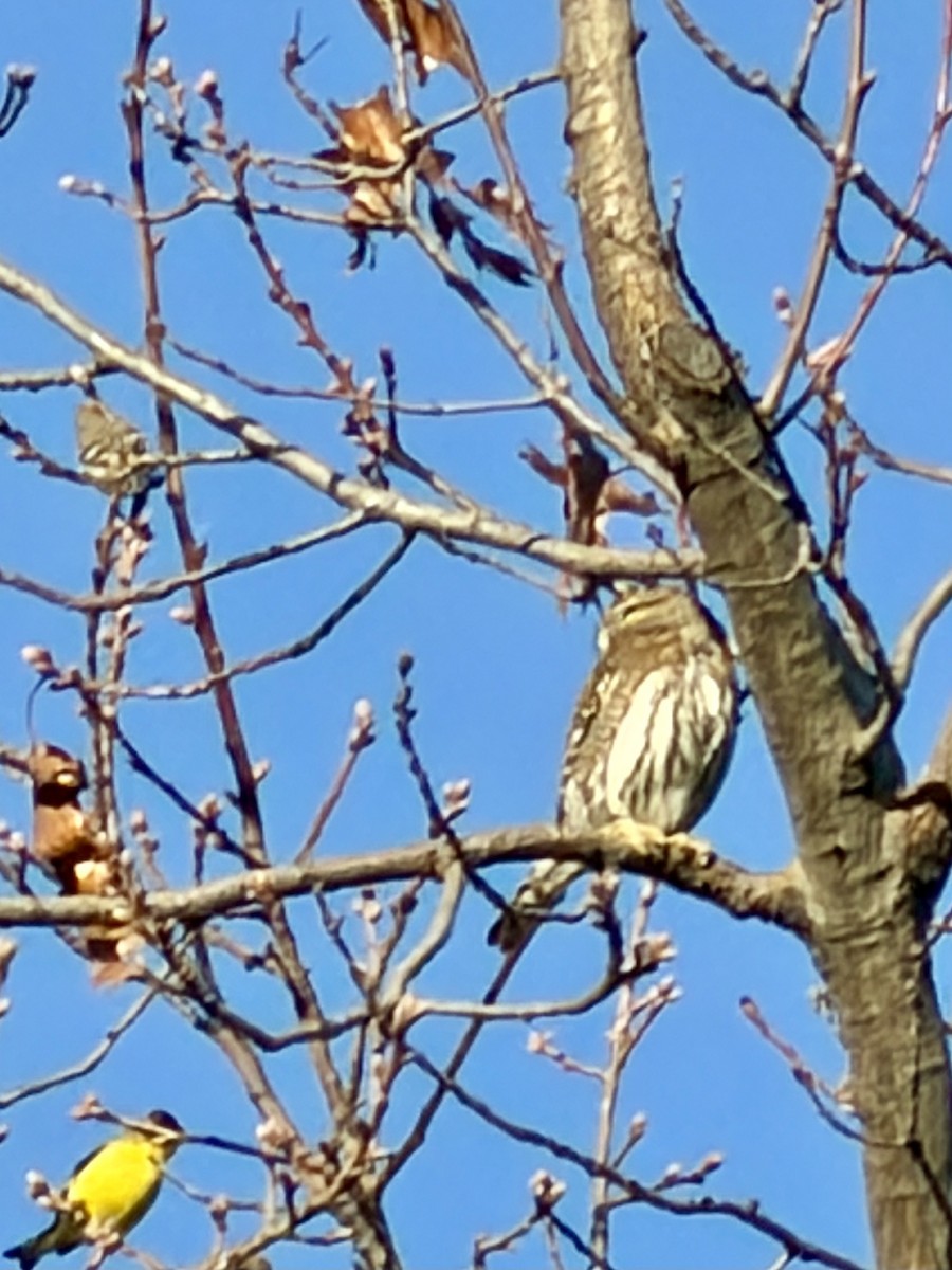 eBird Checklist - 10 Jan 2026 - T-Intersection of Idyllwild Cir. and ...