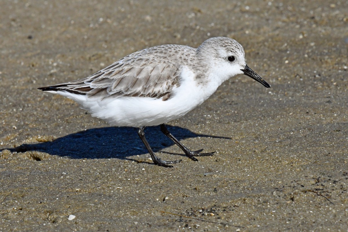 ML648656933 - Sanderling - Macaulay Library