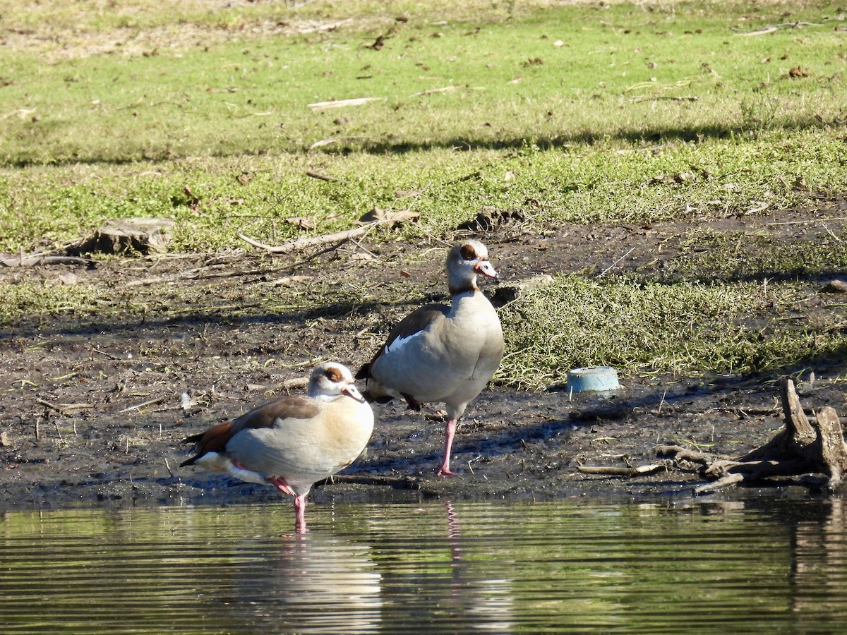 eBird Checklist - 10 Jan 2026 - Huntington Central Park--East - 50 species