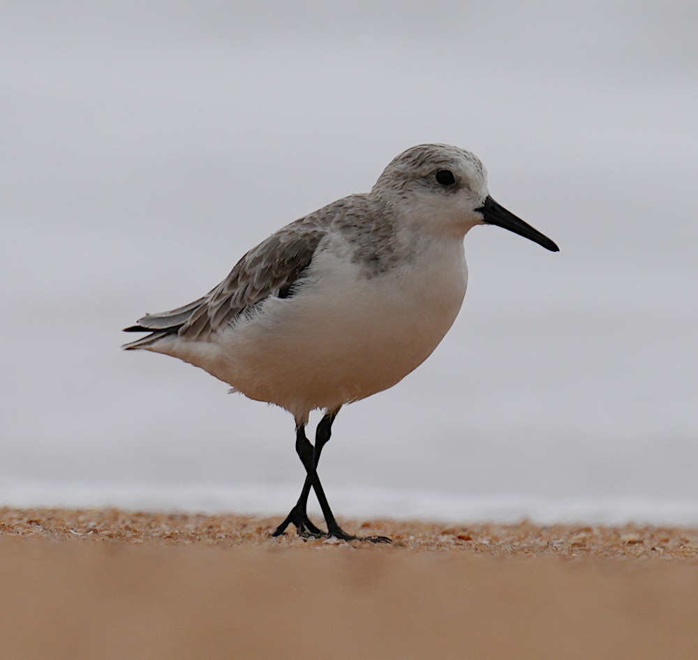 ML648668838 - Sanderling - Macaulay Library