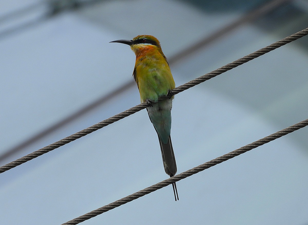 eBird Checklist - 9 Jan 2026 - Gardens by the Bay - 24 species