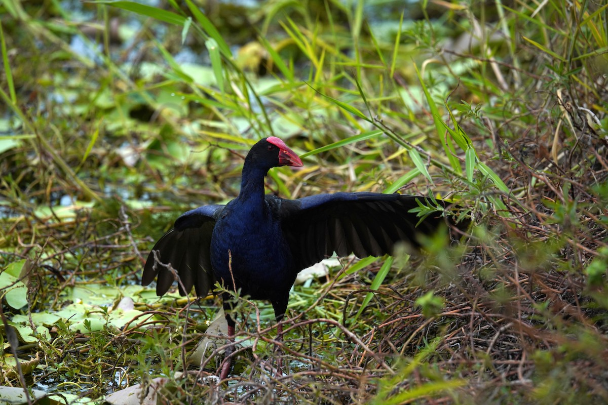 eBird Checklist - 11 Jan 2026 - Lawnton Lakes - 17 species