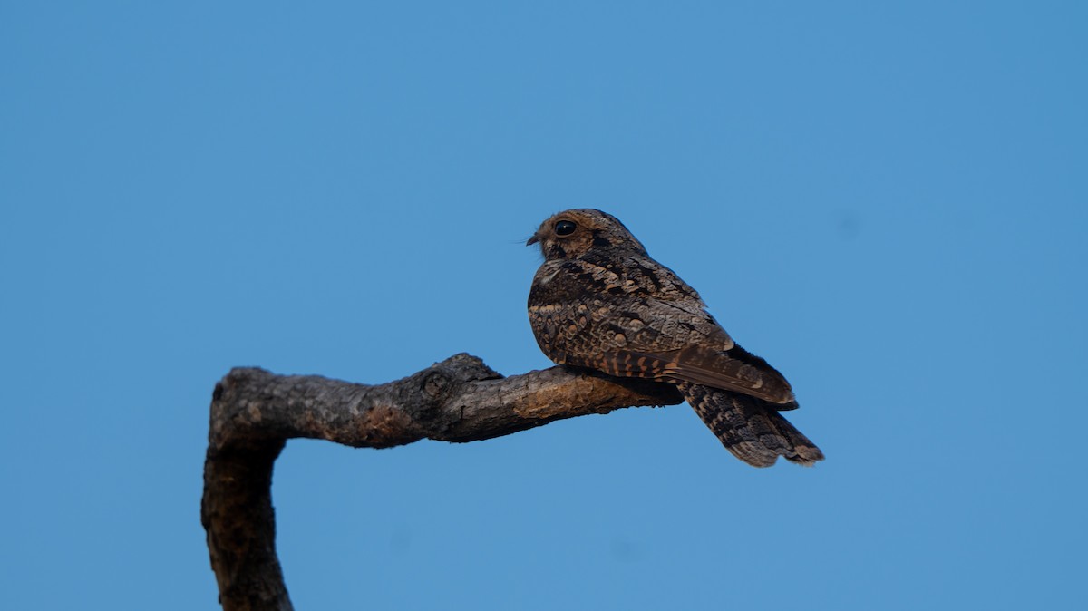 ML648674379 - Jungle Nightjar - Macaulay Library