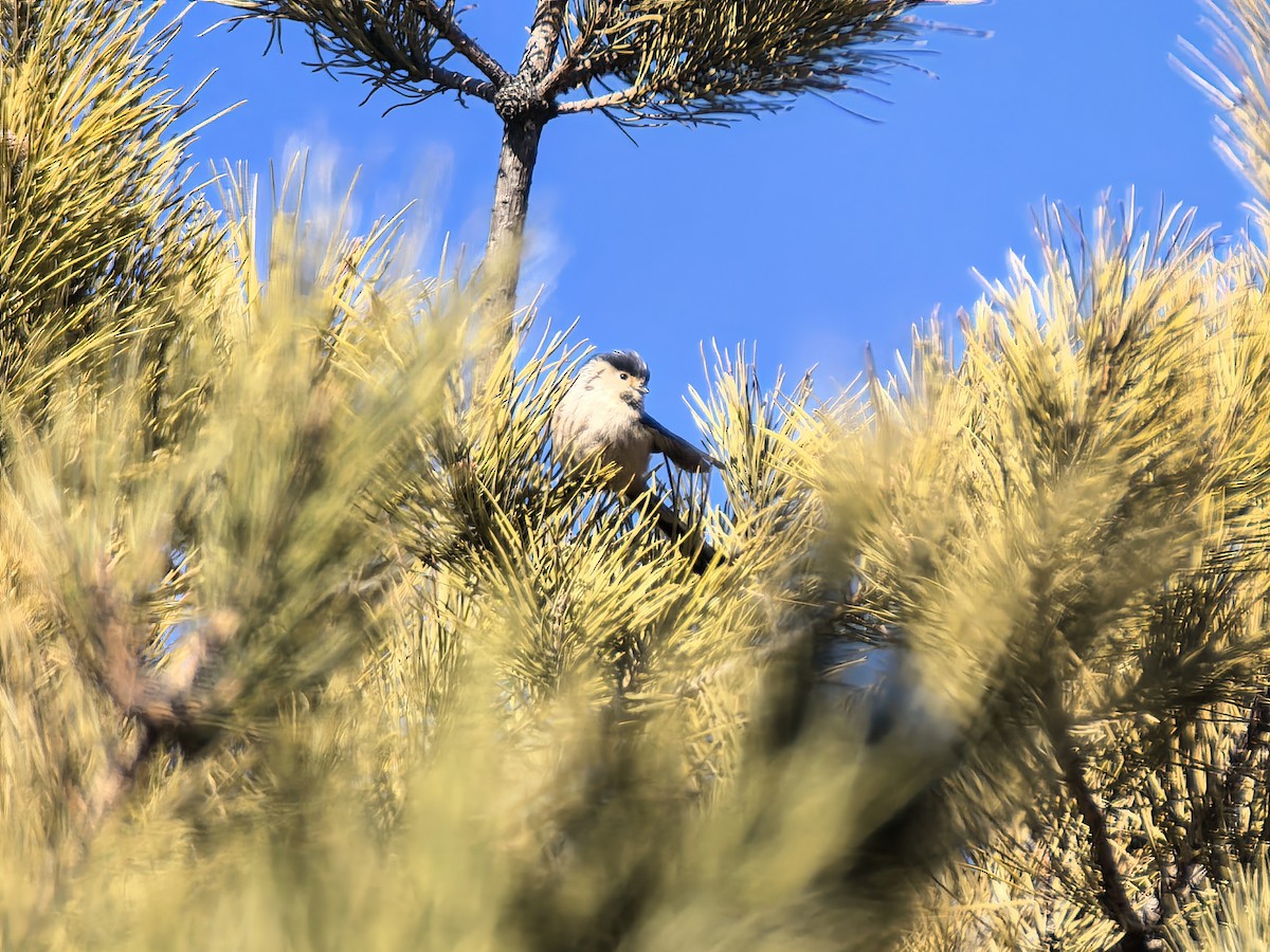 ML648676090 - Silver-throated Tit - Macaulay Library