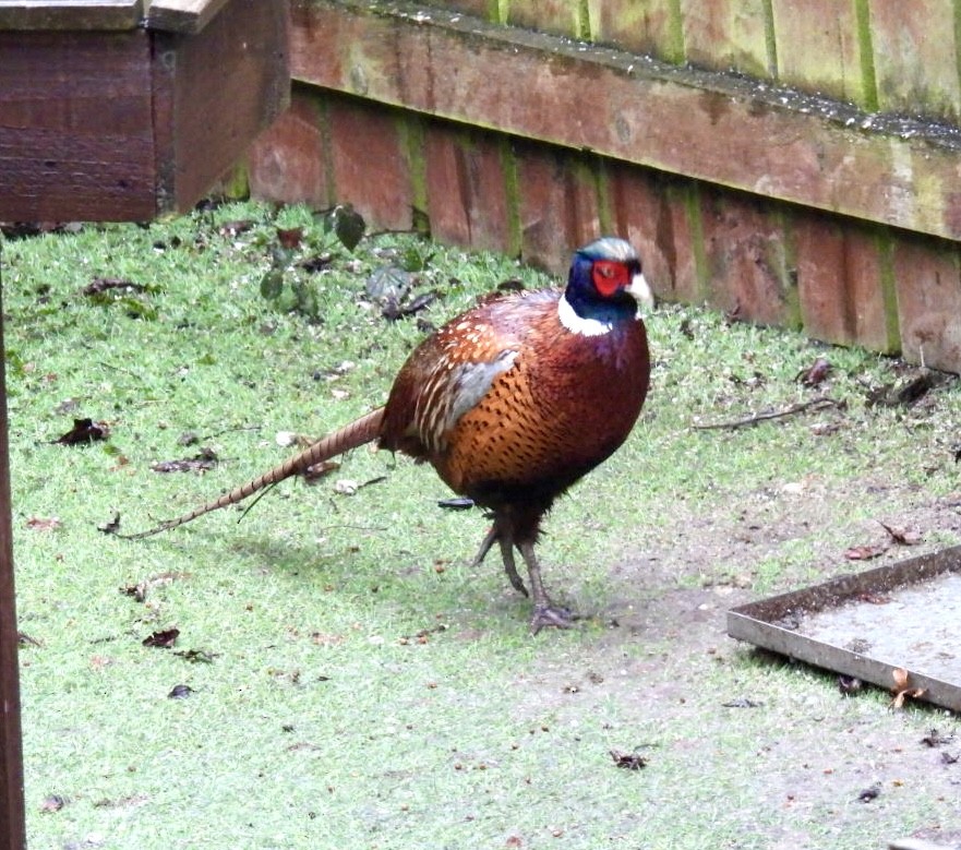 eBird Checklist - 11 Jan 2026 - Weetslade Country Park NWT NR - 33 species