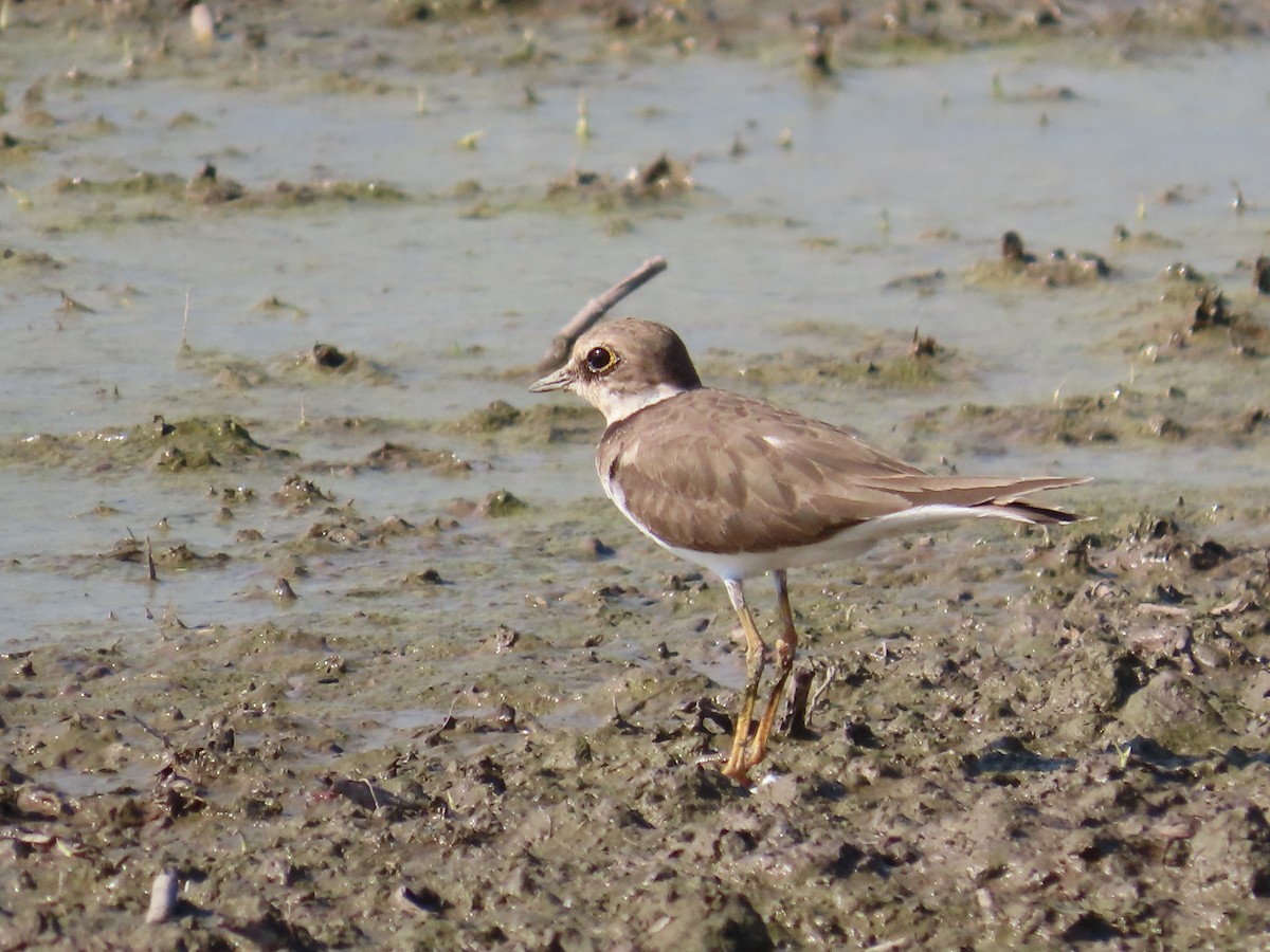 ML648680030 - Little Ringed Plover - Macaulay Library