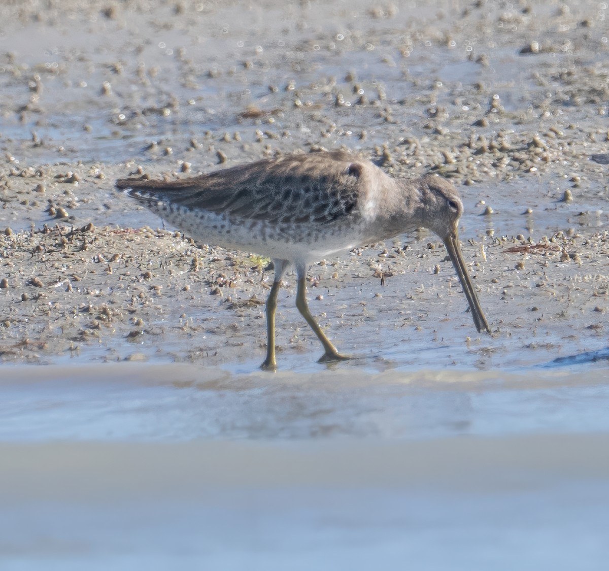 ML648683731 - Short-billed Dowitcher - Macaulay Library