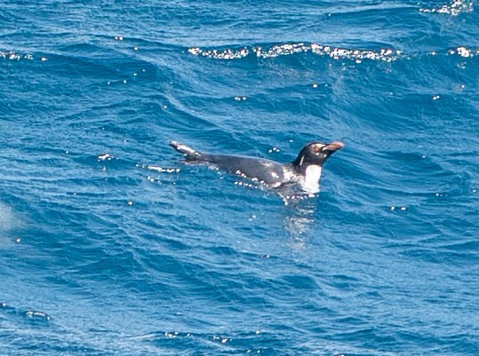 eBird Checklist - 27 Jan 2025 - Marion/Prince Edward Isl. Pelagic ...