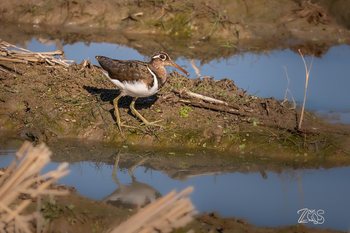 ML648686508 - Greater Painted-Snipe - Macaulay Library