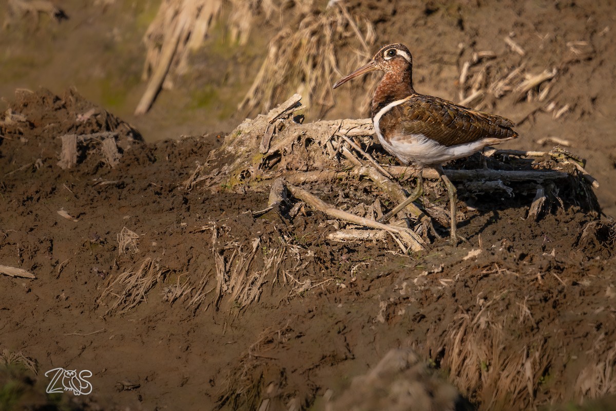 ML648686511 - Greater Painted-Snipe - Macaulay Library