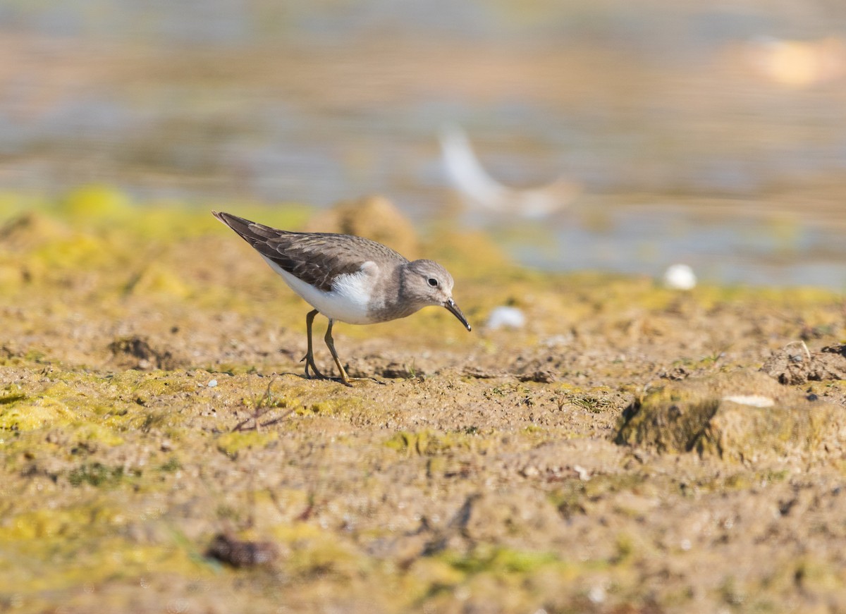 ML648688697 - Temminck's Stint - Macaulay Library