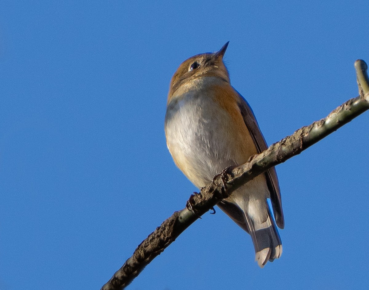 ML648688791 - Red-flanked Bluetail - Macaulay Library