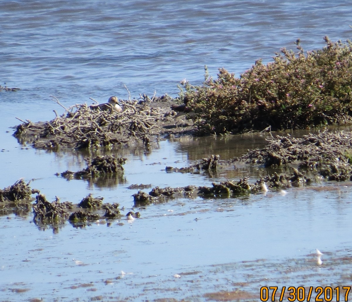 eBird Checklist - 30 Jul 2017 - Don Edwards NWR--New Chicago Marsh - 19 ...
