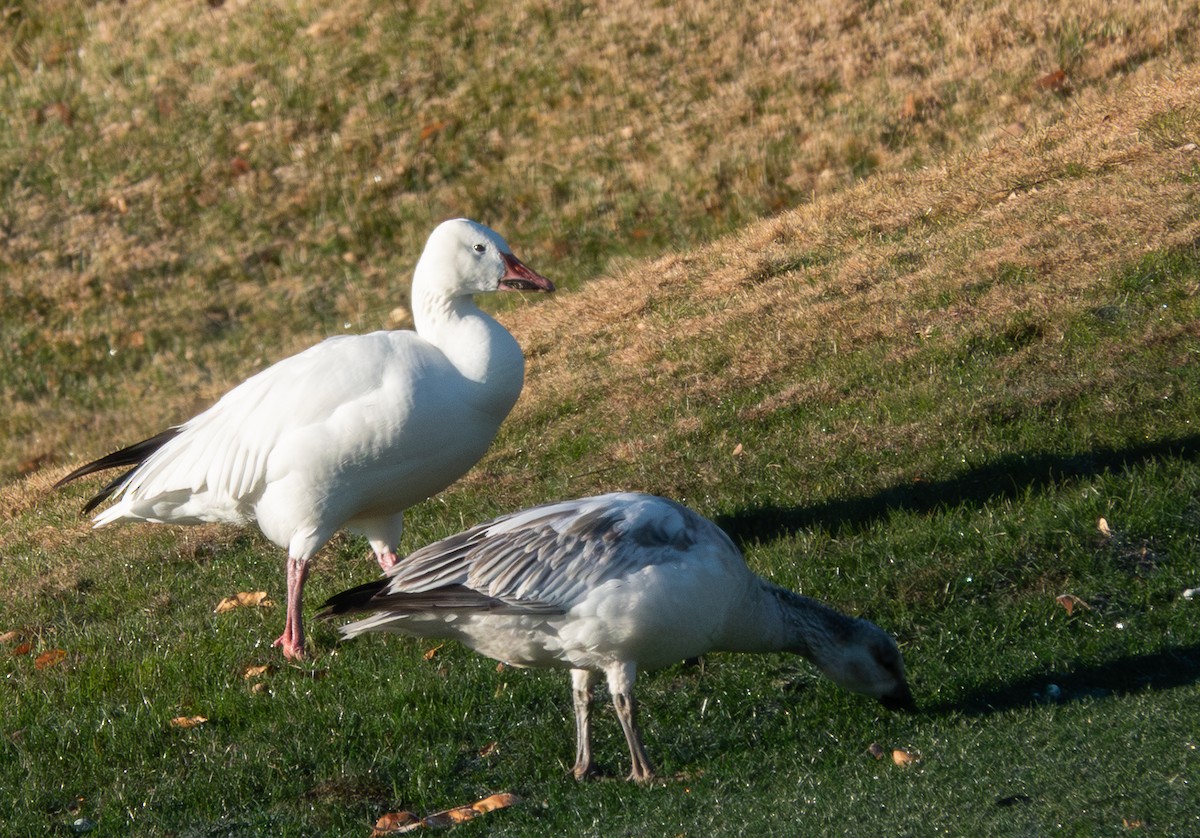 eBird Checklist - 10 Jan 2026 - Sunbrook GC - 9 species
