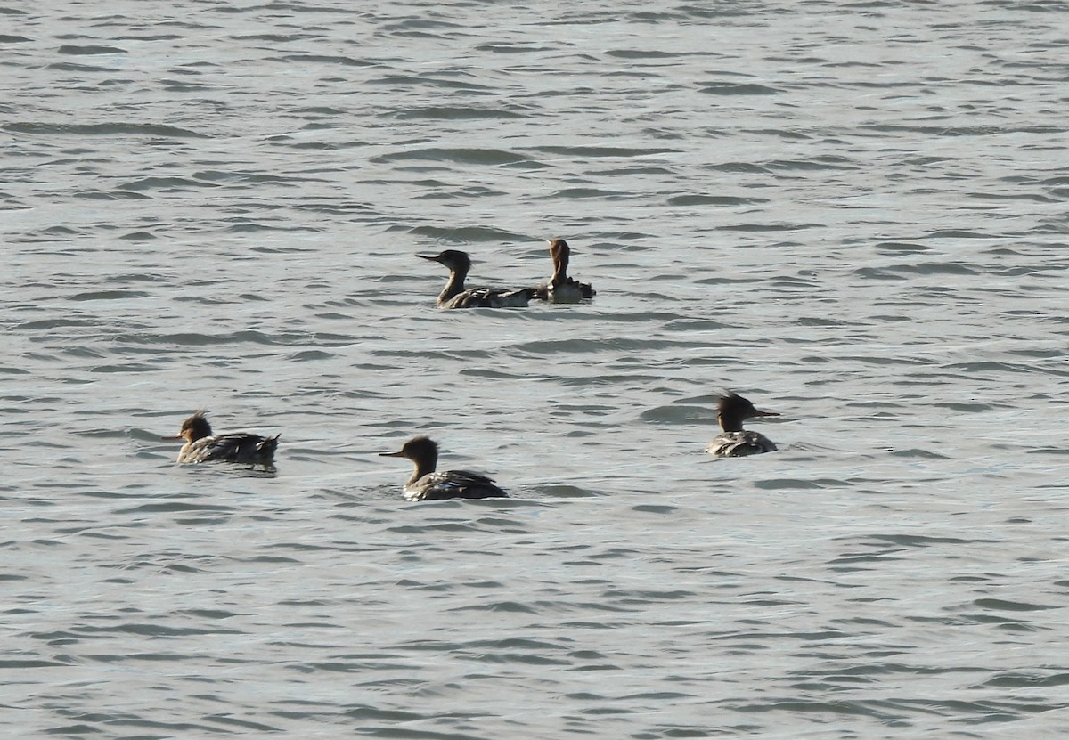 eBird Checklist - 11 Jan 2026 - Baytown Nature Center (UTC 039) - 38 ...