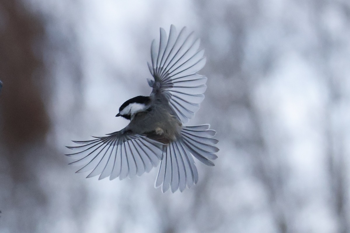 eBird Checklist - 10 Jan 2026 - Cimetière de Laval/Mt. Pleasant - 7 species