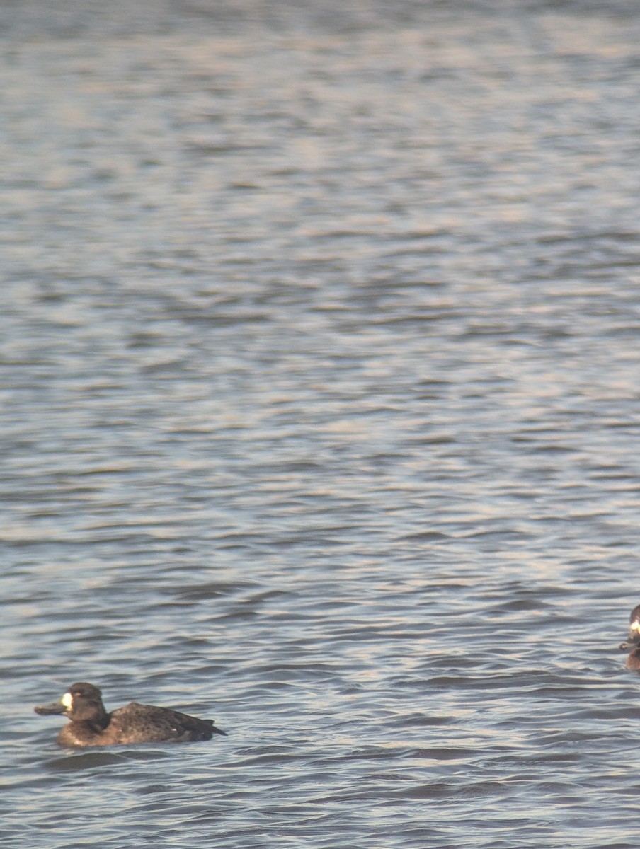 eBird Checklist - 11 Jan 2026 - Lake of the Lilies - 14 species
