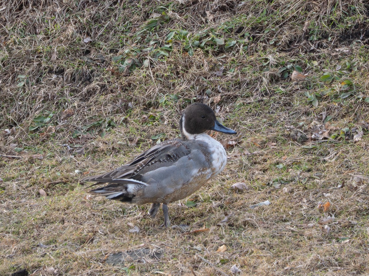 eBird Checklist - 11 Jan 2026 - Montrose Point Bird Sanctuary, Lincoln ...