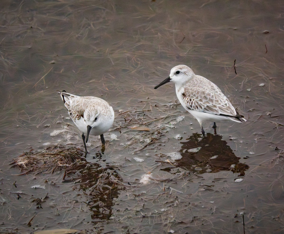 ML648712669 - Sanderling - Macaulay Library