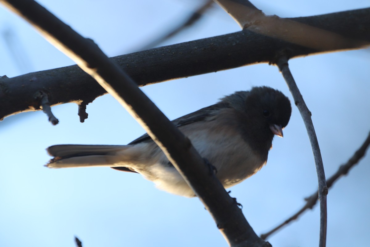 ML648712872 - Dark-eyed Junco (Slate-colored) - Macaulay Library