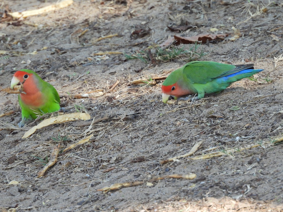 ML648714255 - Rosy-faced Lovebird - Macaulay Library