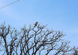 Waller Co.—Jeff Smith Rd, Waller, Texas, United States - eBird Hotspot