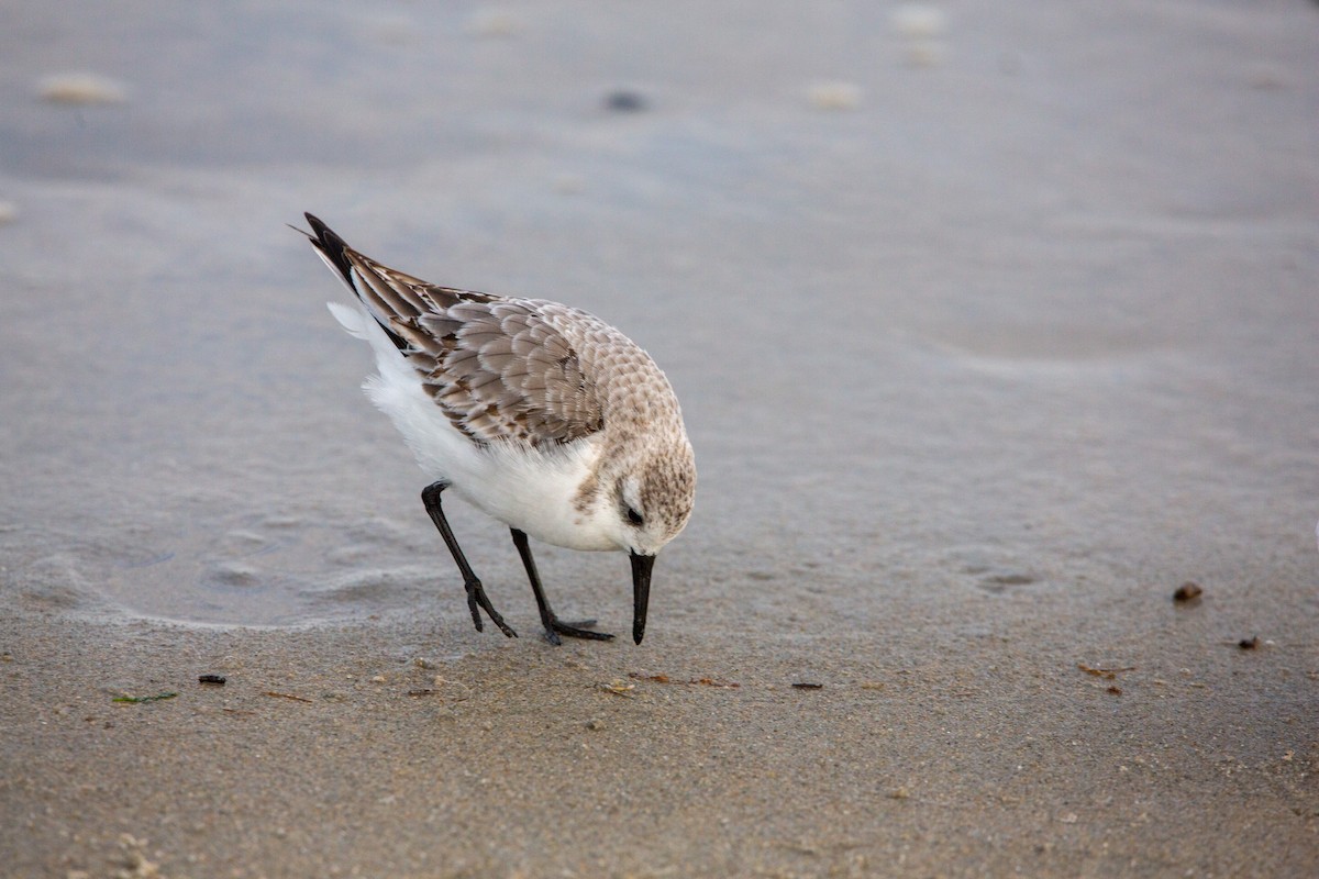 ML648718595 - Sanderling - Macaulay Library