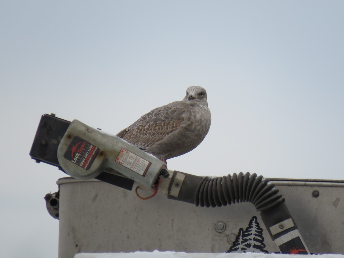 eBird Checklist - 4 Jan 2026 - WLSSD (restricted area, view only from ...