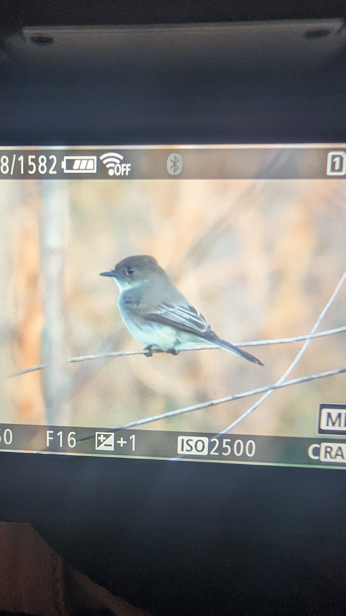 ML648725160 - Eastern Phoebe - Macaulay Library