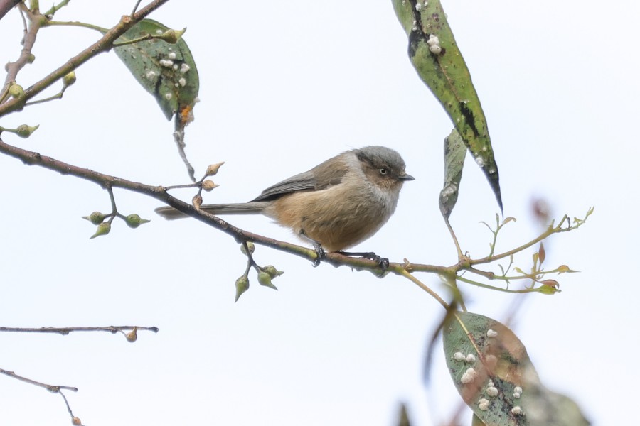 eBird Checklist - 11 Jan 2026 - Parque Tarango - 24 species