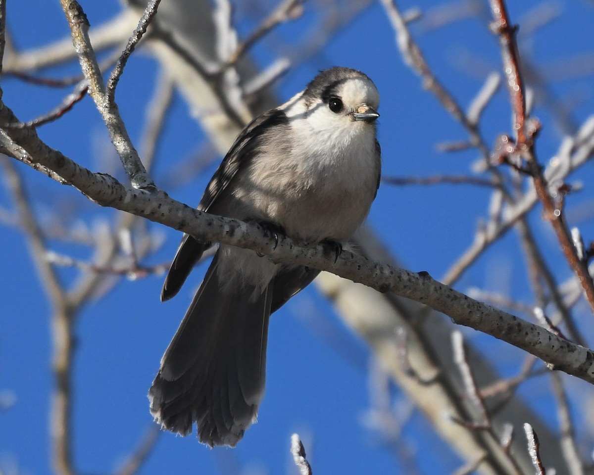 ML648726121 - Canada Jay - Macaulay Library