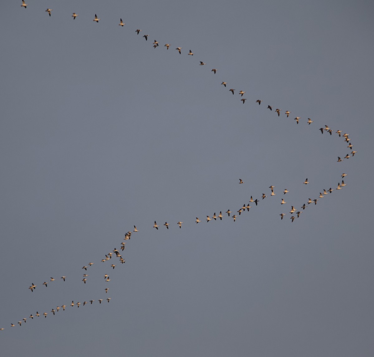 eBird Checklist - 10 Jan 2026 - Pocosin Lakes NWR--West Lake Road ...
