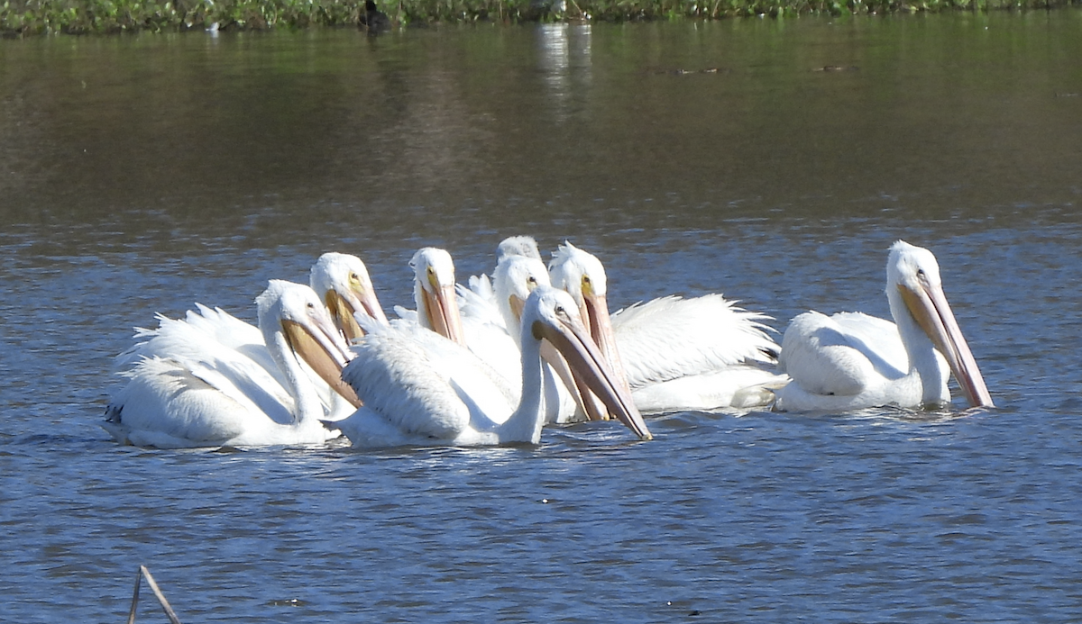 ML648728787 - American White Pelican - Macaulay Library